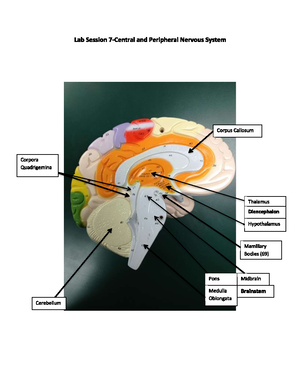 Upper Extremities Image Packet - KEY - Human Anatomy Lab HP 1420 ...