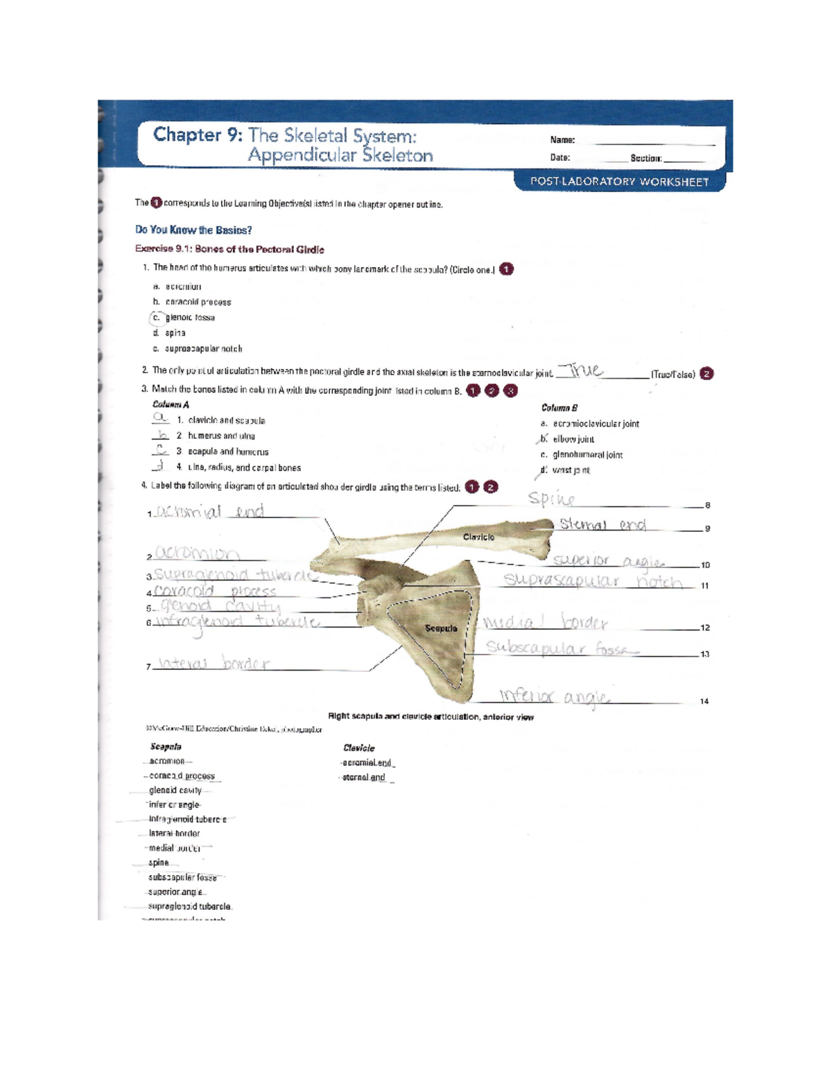 Lab worksheet Skeletal - Chapter 9: The Skeletal System: Name: Appendicular Skeleton Date ...
