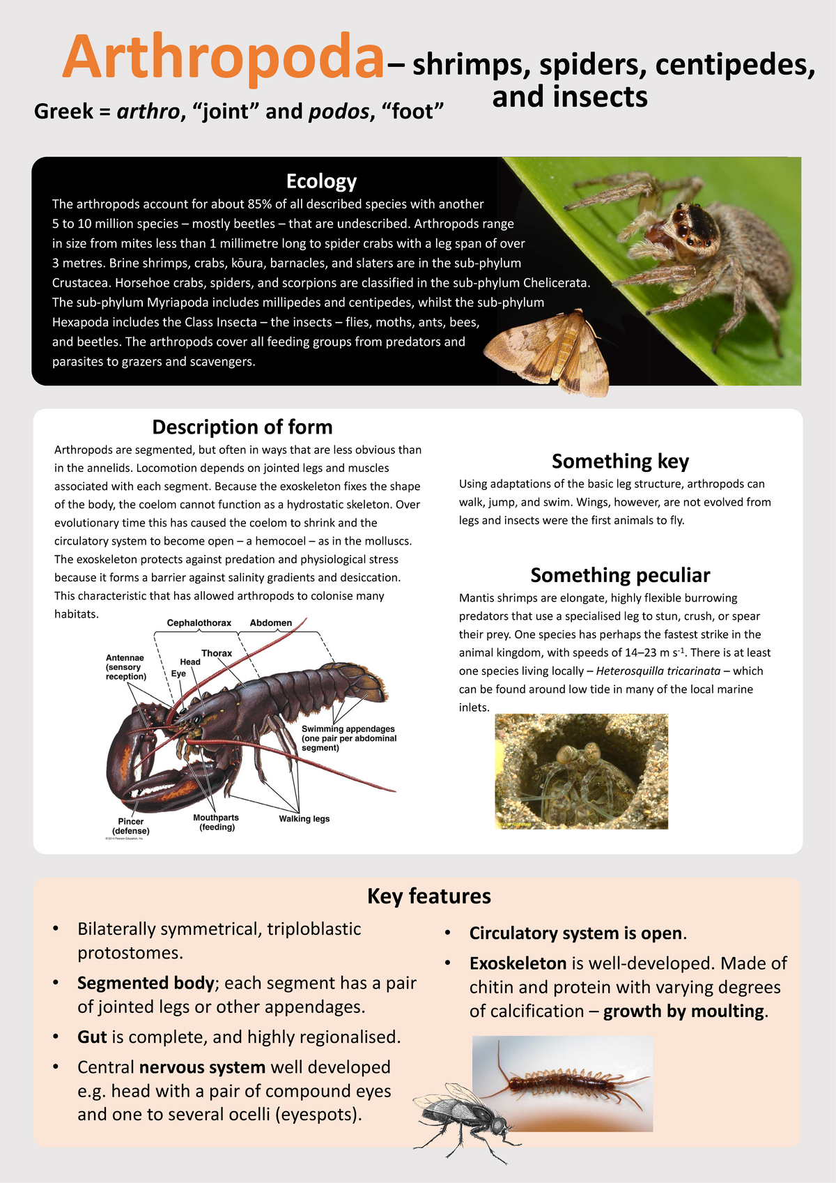 Arthropoda - Phylum - Arthropoda Greek = arthro, “joint” and podos ...