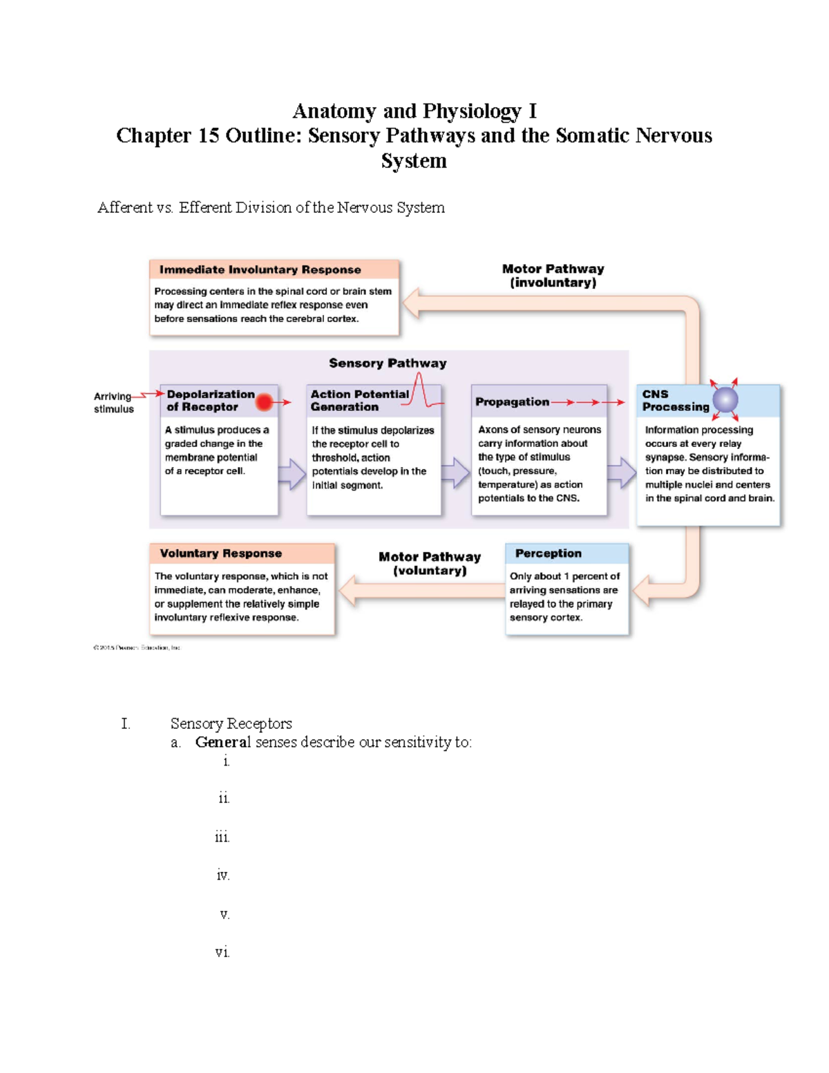 Anatomy and Physiology I Chapter 15 Outline: Sensory Pathways and the ...