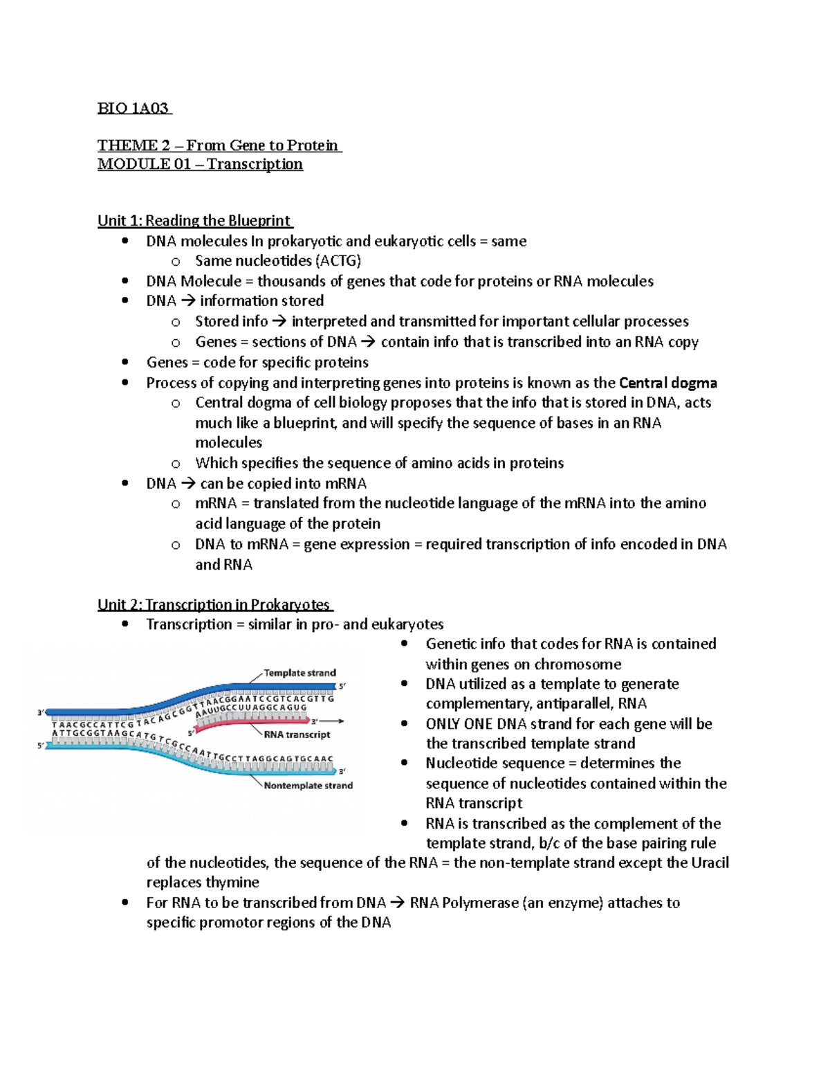BIO 1A03 - Theme 2 Module 01 - BIO 1A THEME 2 – From Gene to Protein ...