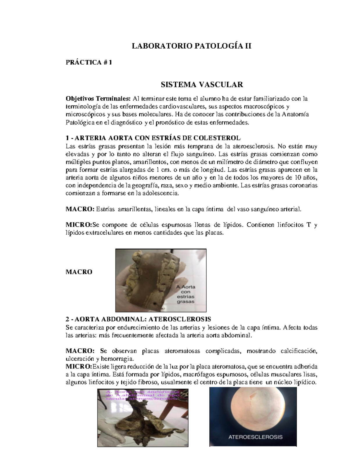 Manual LAB PAT II (1p) - .Pa que se fijen - LABORATORIO PATOLOGÍA II ...