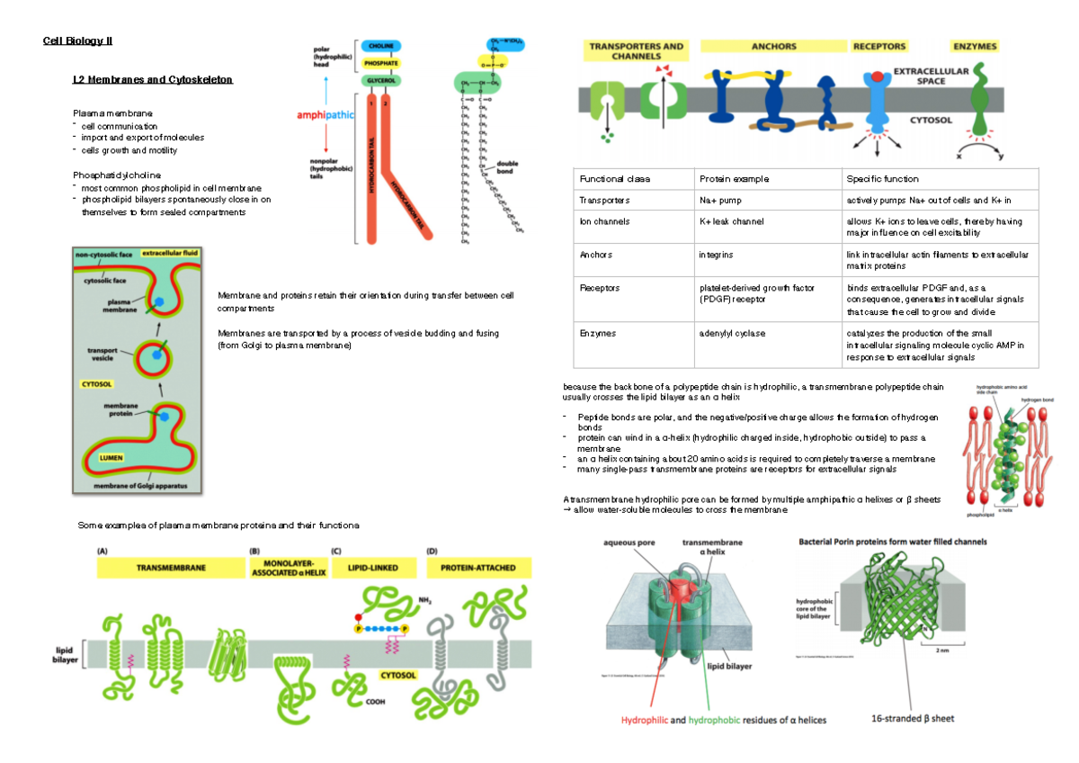 Cell Biology: L2 Membranes and Cytoskeleton - L2 Membranes and ...
