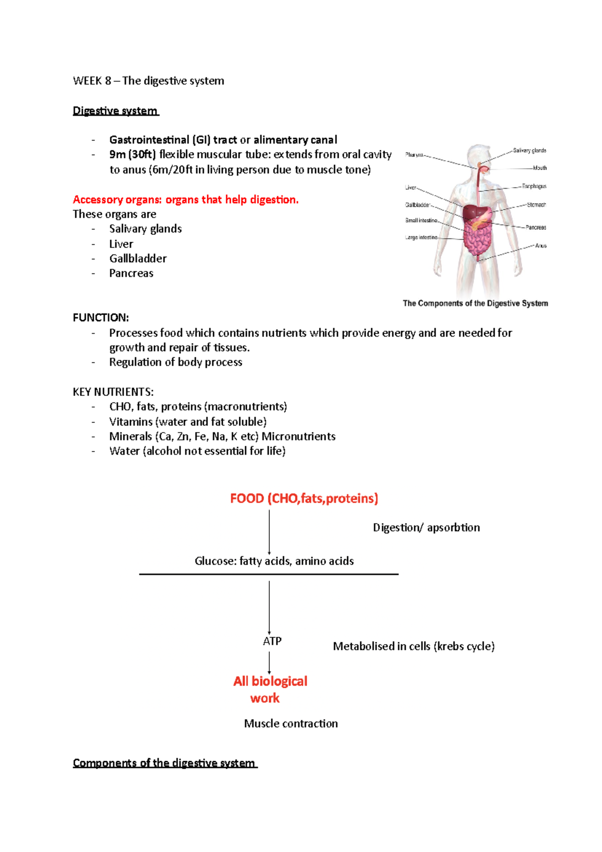The digestive system - WEEK 8 – The digestive system Digestive system ...