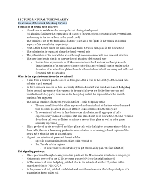 DN lecture 4 - Segmentation of the nervous system notes - LECTURE 4 ...