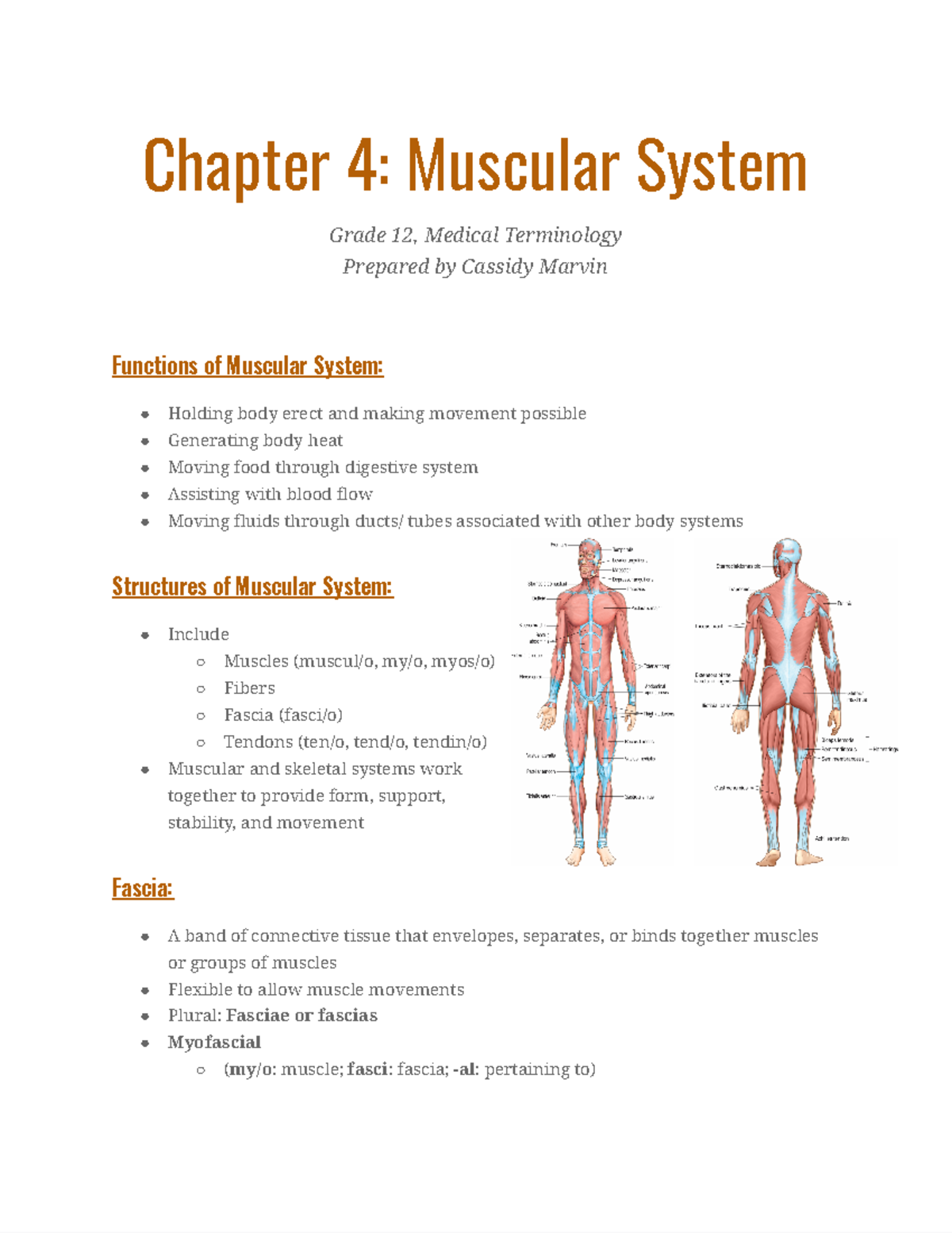 27 Chapter 4 Muscular System YuikoNehir