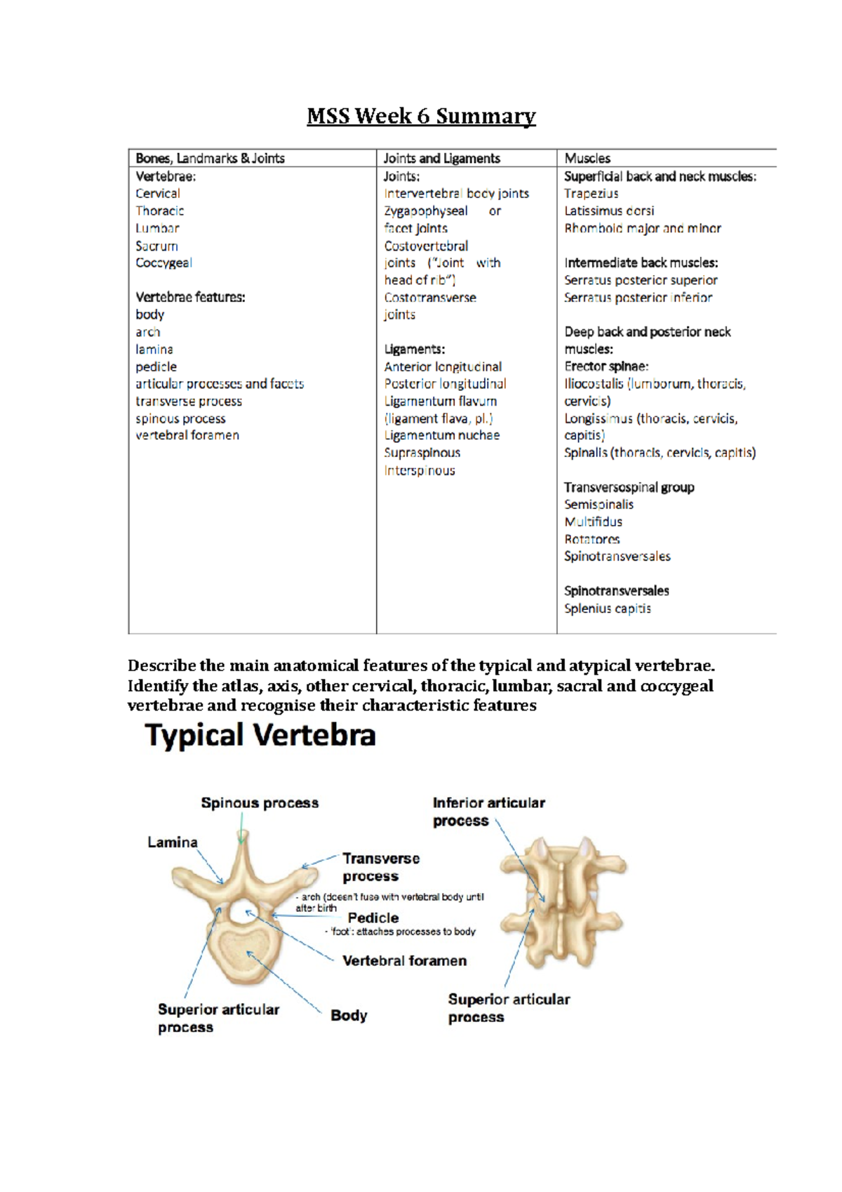 Week 6 Summary MSS - MSS Week 6 Summary Describe the main anatomical ...
