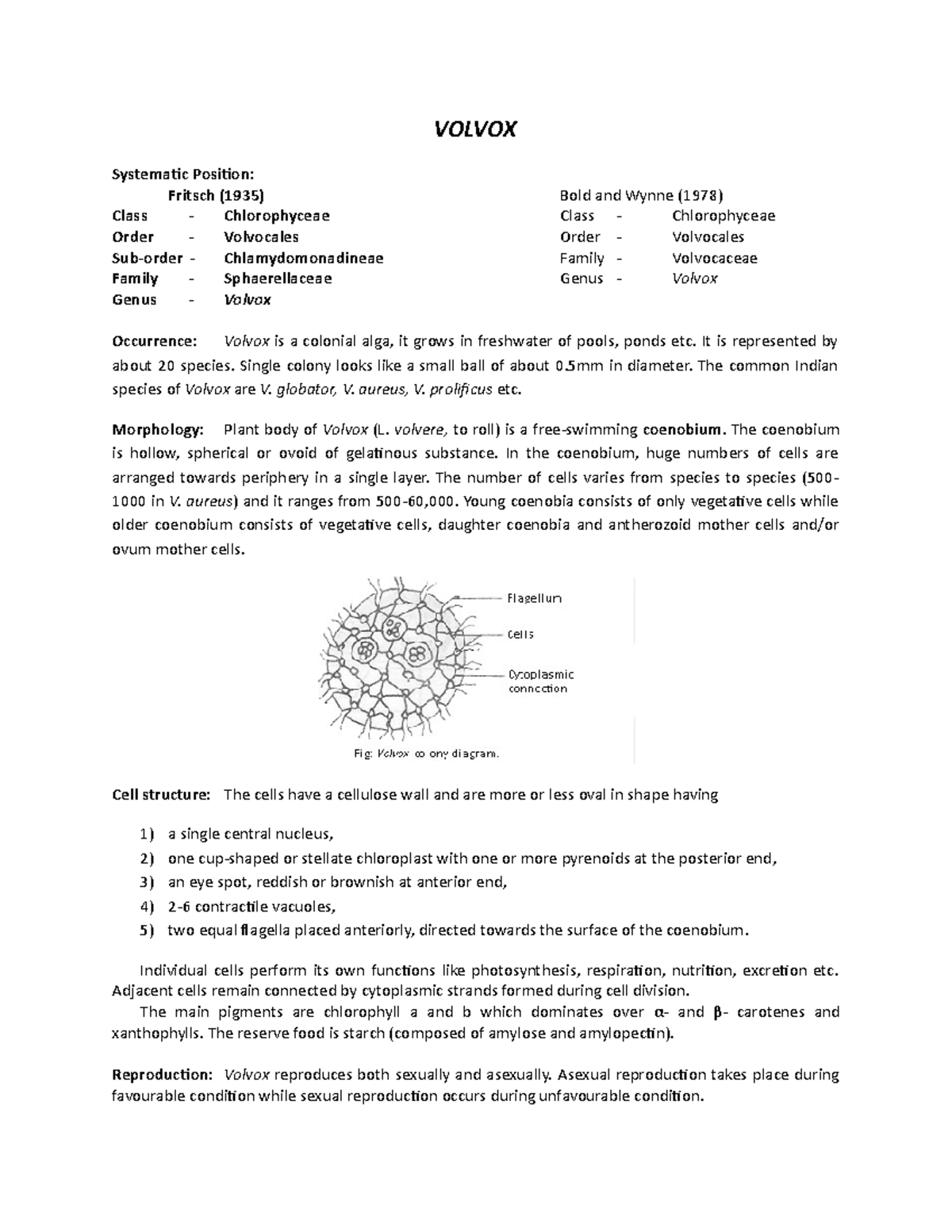 Volvox - Structure, Reproduction and Life History - VOLVOX Systematic ...