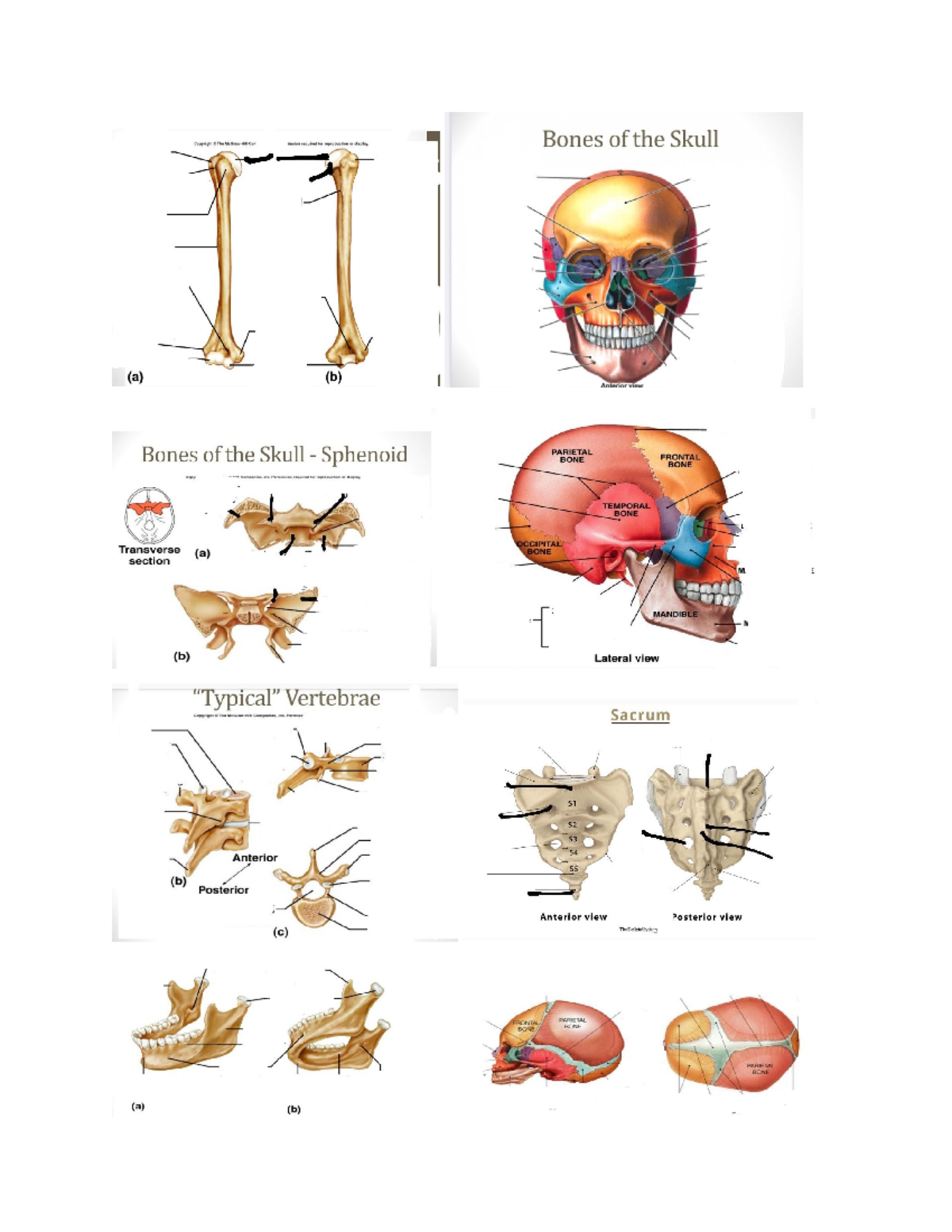 Flash card bones - flesh cards - BIOL 164 - Studocu