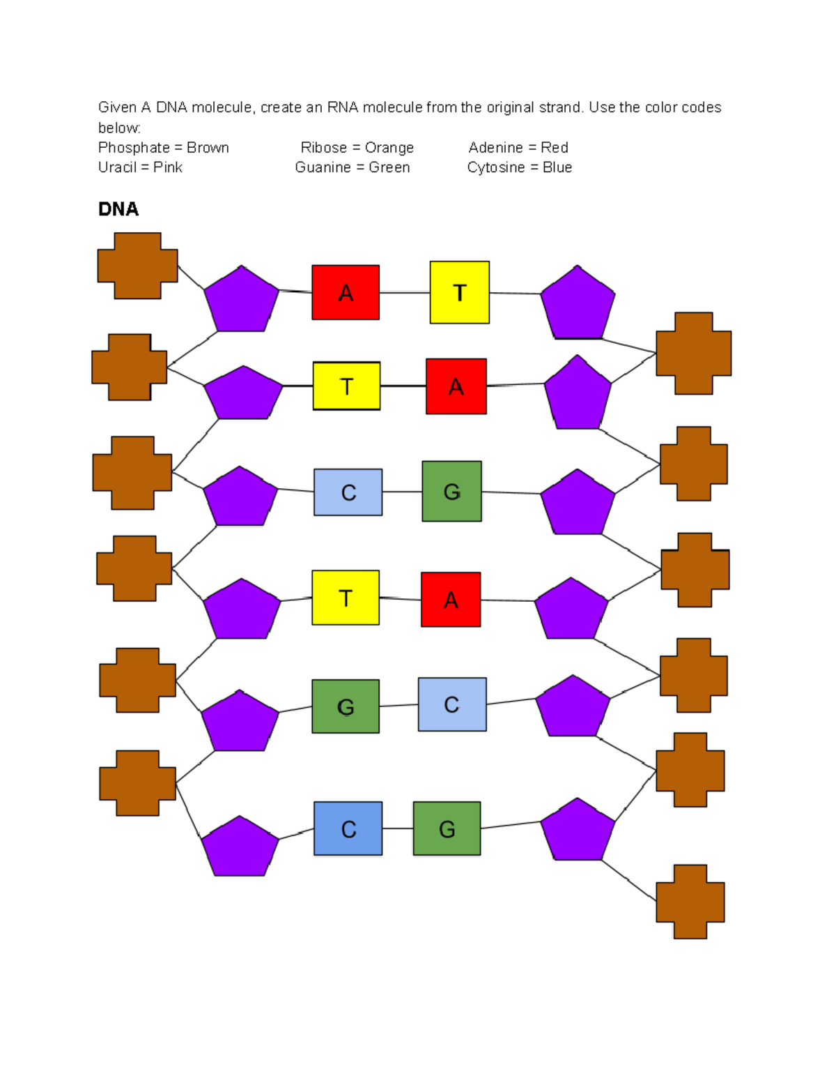 Adrian of RNA Model - RNA - Given A DNA molecule, create an RNA ...