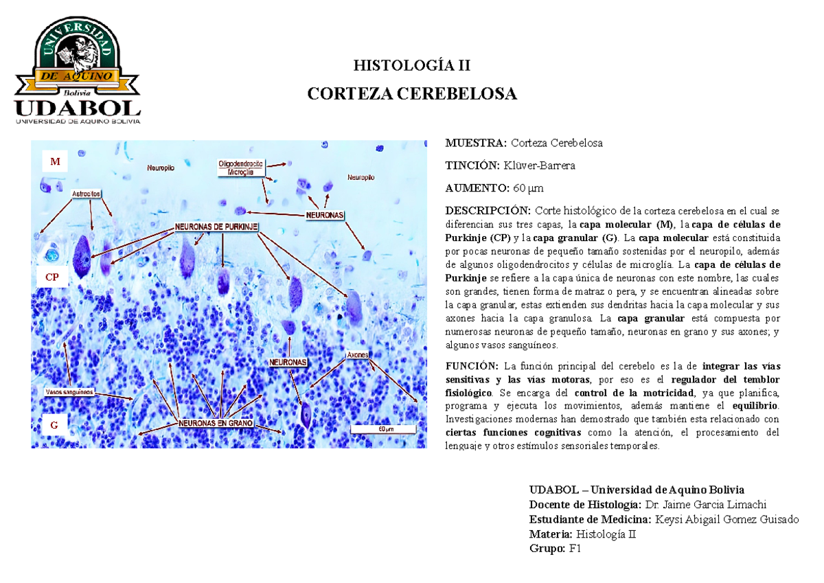 Corteza Cerebelosa - HISTOLOGÍA II CORTEZA CEREBELOSA UDABOL ...