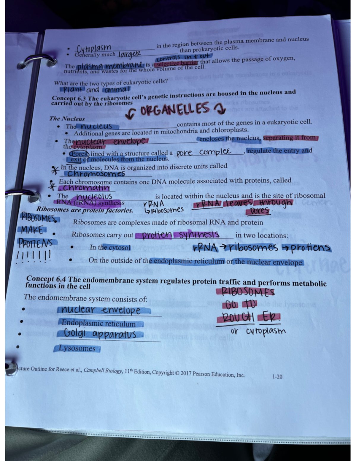 16 - biology lecture notes - 5 oct the plasma membrane and nucleus ue ...