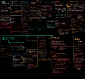 Chapter 1 - Professor Lisa Marr - Chapter 1 Anatomy and Physiology 1 ...
