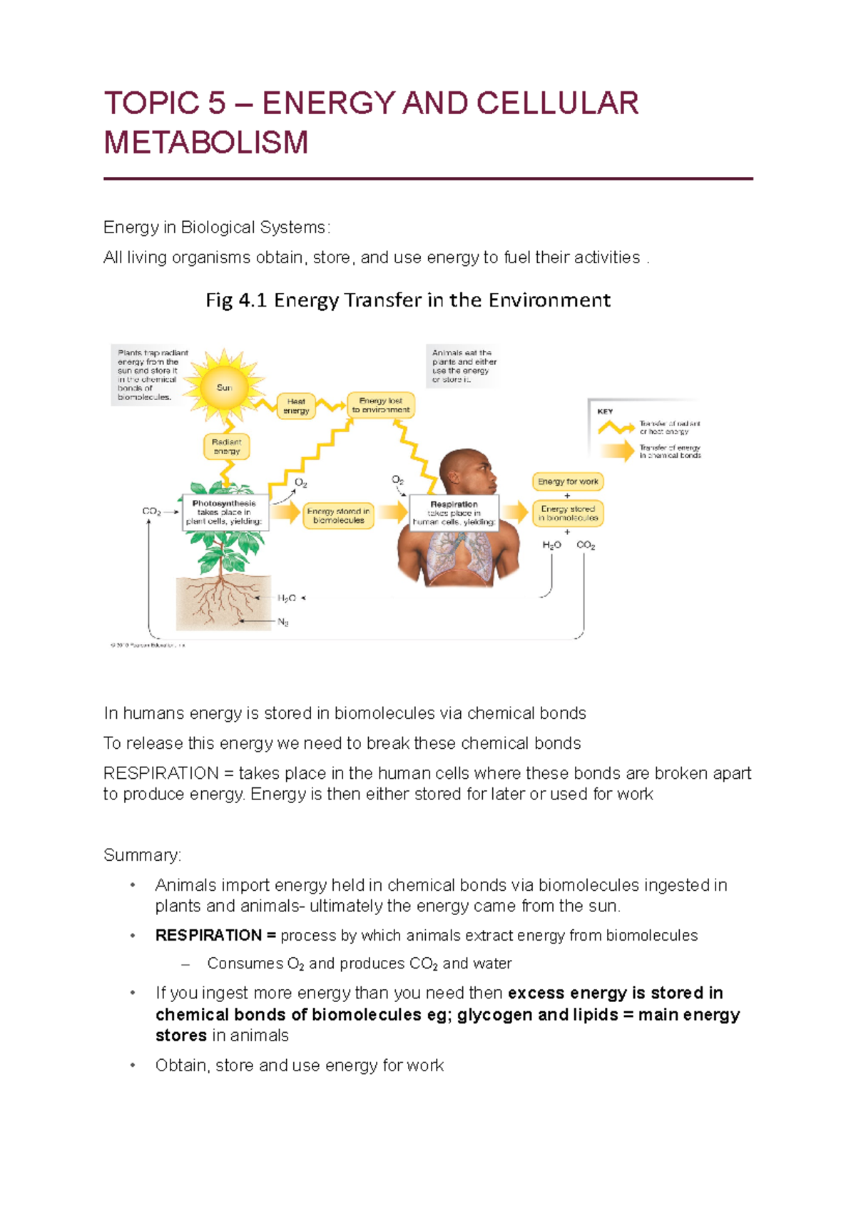 Phys topic 5 Energy and Cellular metabolism - TOPIC 5 – ENERGY AND ...