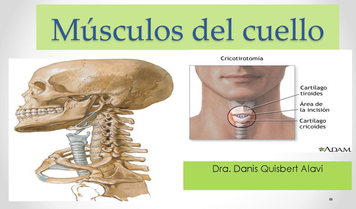 Musculos del cuello - Músculos del cuello Dra. Danis Quisbert Alavi ...
