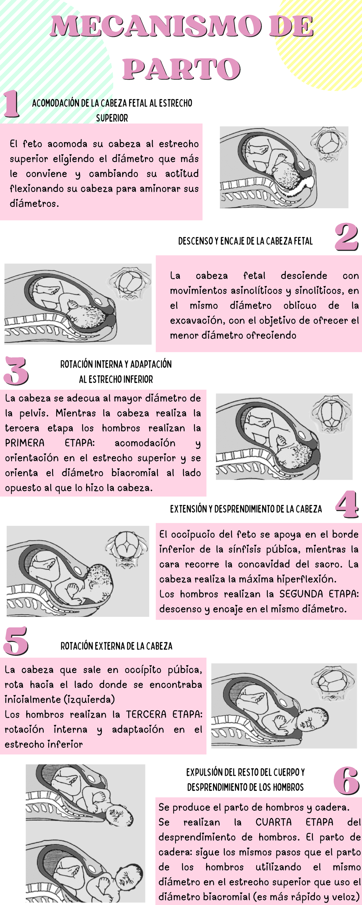 Infografía - Mecanismo de parto - El feto acomoda su cabeza al estrecho ...