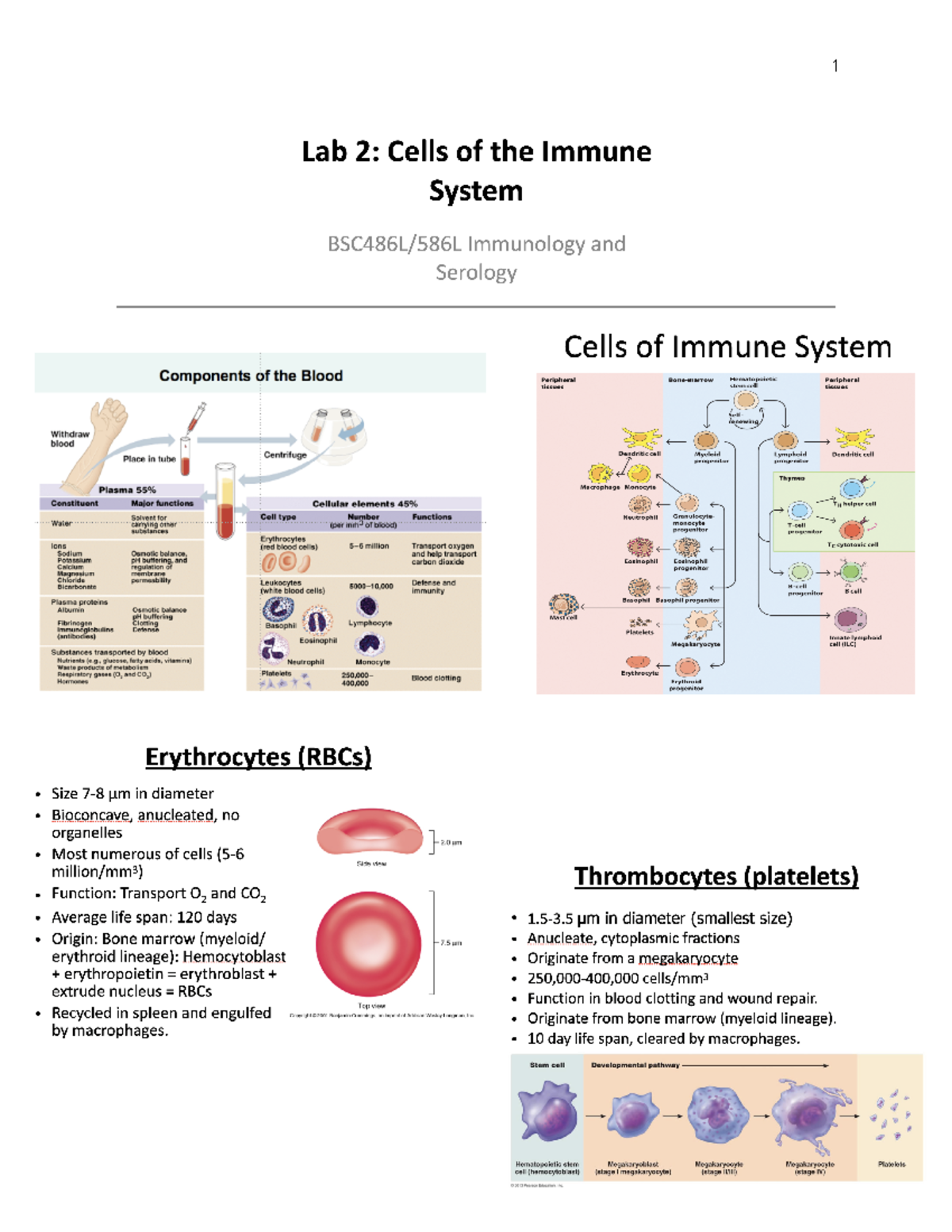 BSC 486L: Quiz 2 Notes - BSC 586L - Studocu