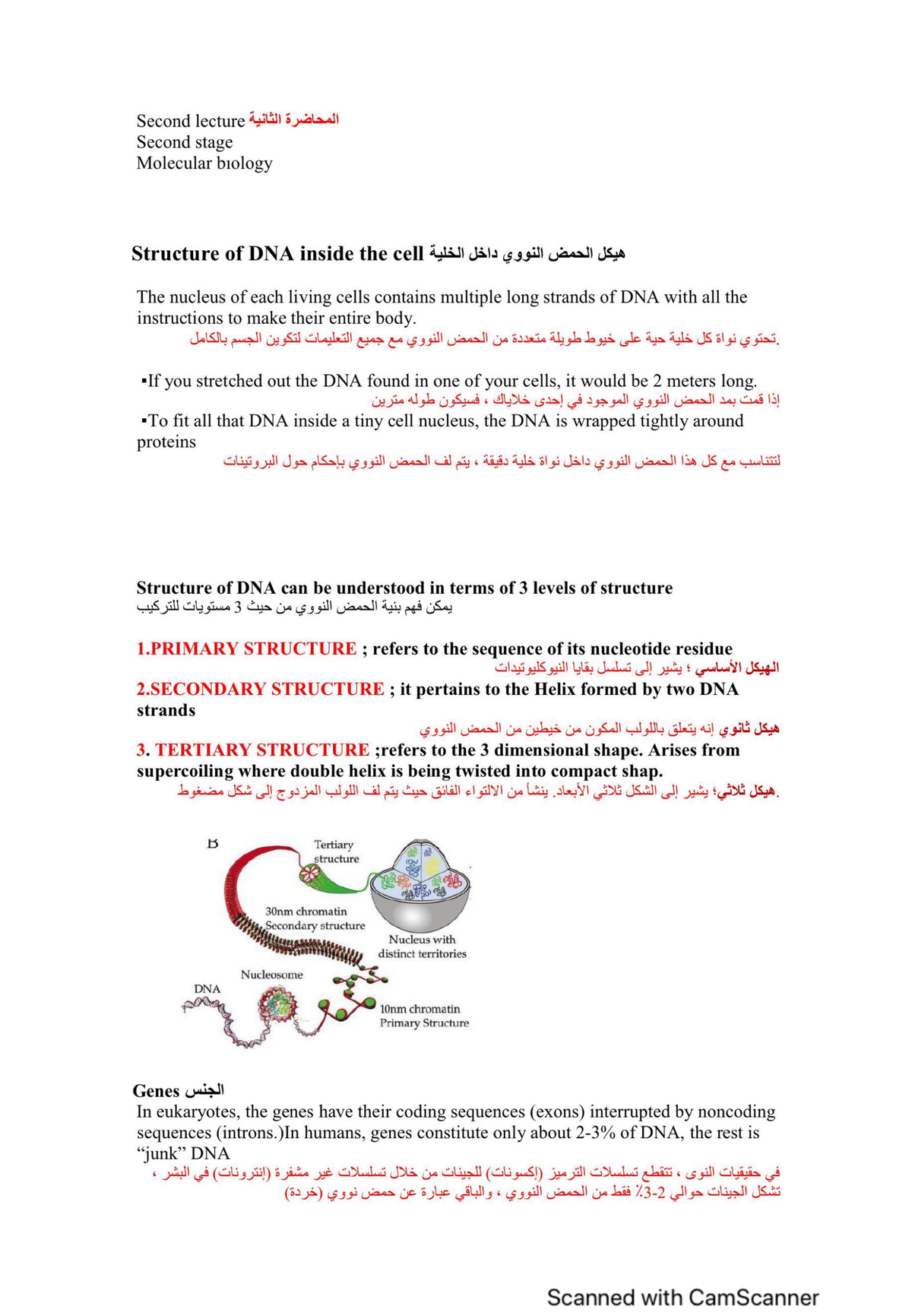 Structure of DNA inside the cell - Molecular Biology - Studocu