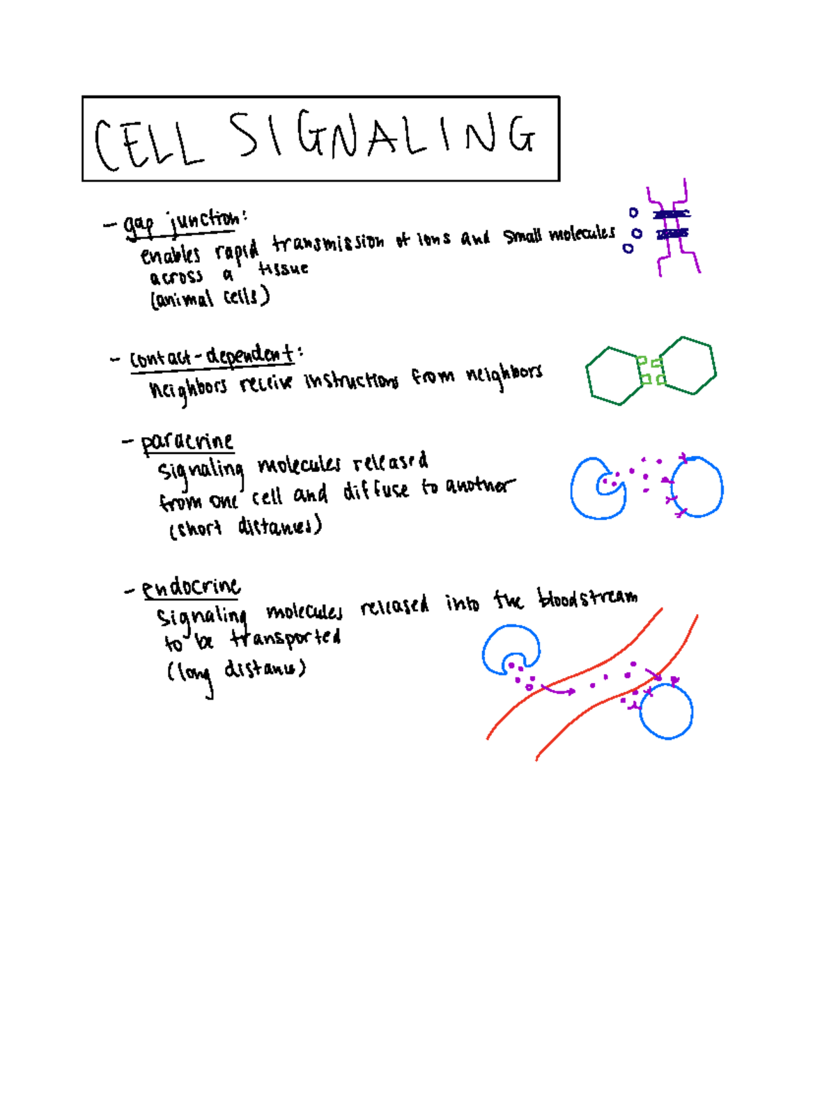 Cell Communication - Hand-illustrated notes on cell signaling and ...
