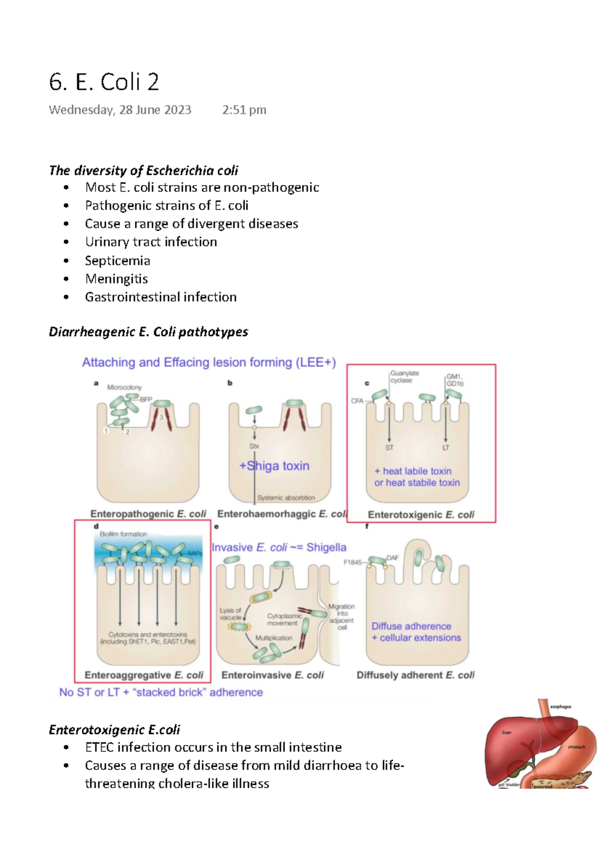 E. Coli 2 Lecture Notes - The diversity of Escherichia coli - Most E ...