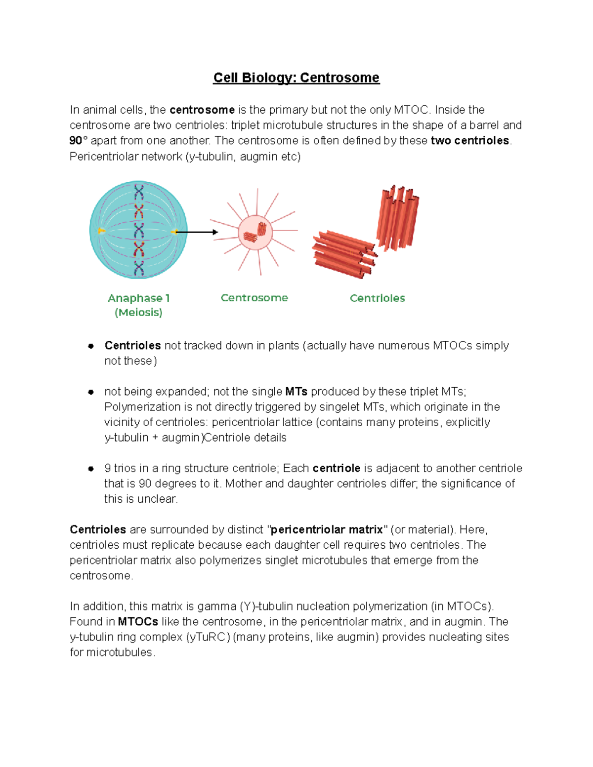 Cell Biology Centrosome - Inside the centrosome are two centrioles ...