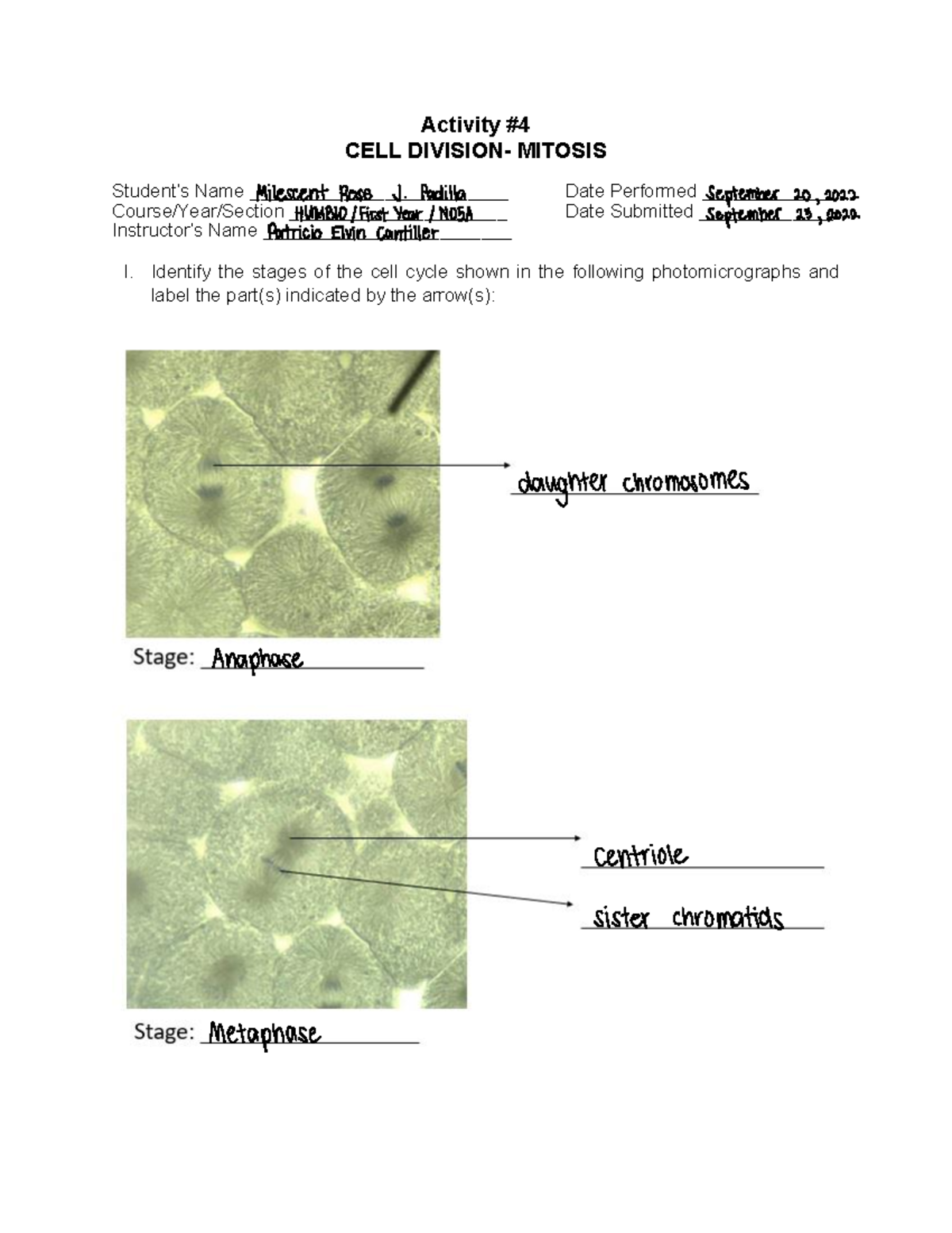 Lbygezo N05A Padilla, Milescent ROSE ACT 4 - Activity CELL DIVISION ...