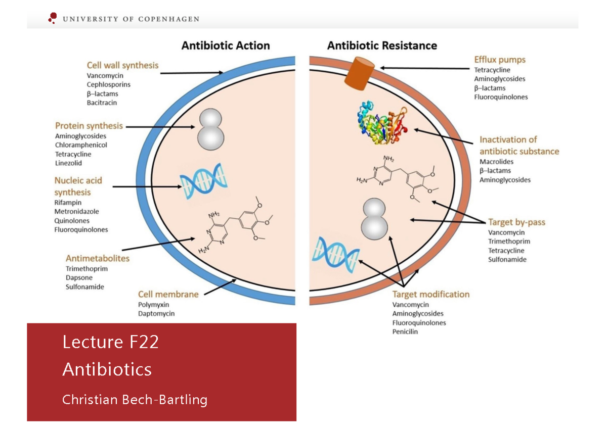 F22 - Antibiotika - Lecture F Antibiotics Christian Bech-Bartling The ...