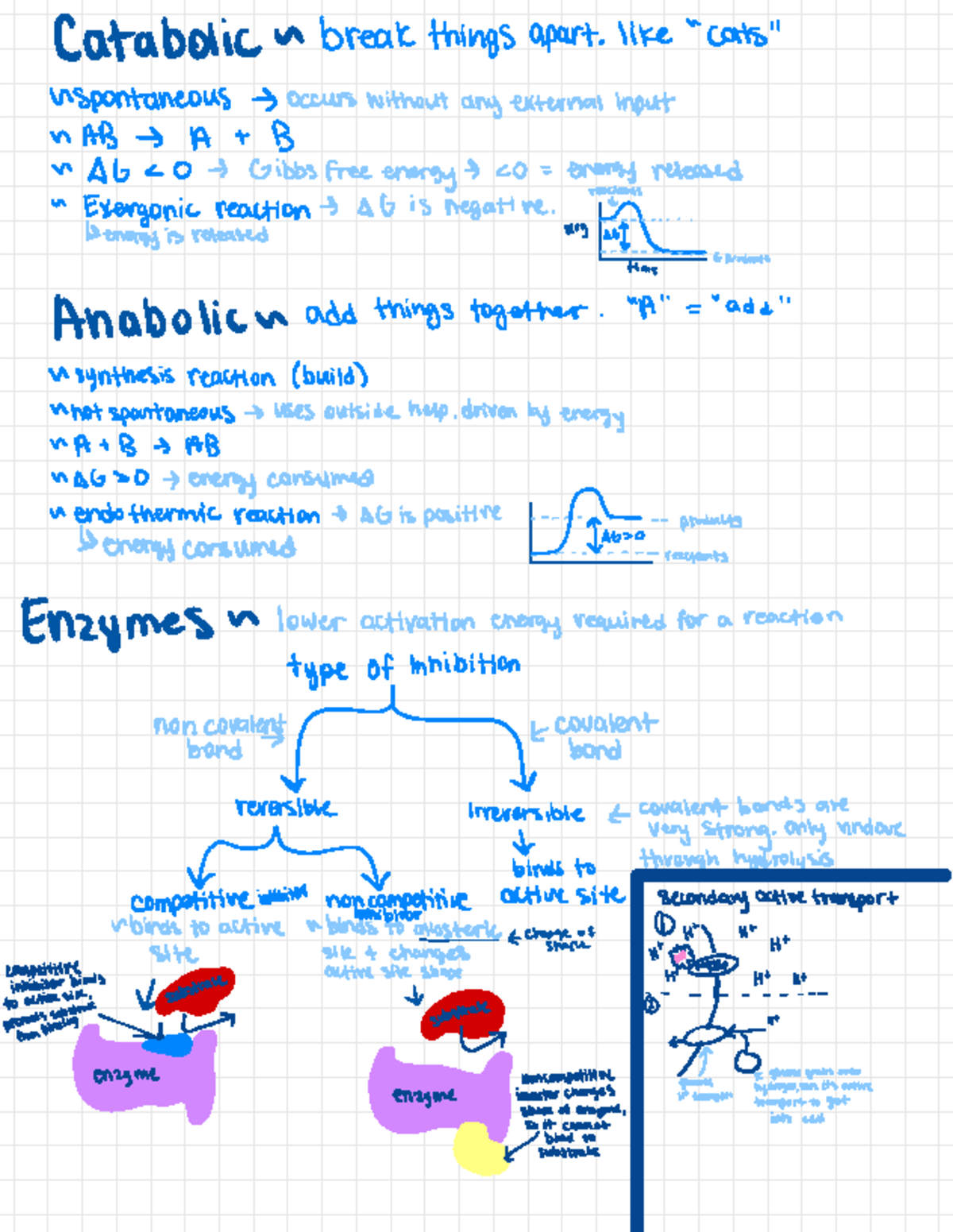 Bio Reviews 5 - Catabolic/Anabolic - Catabolic u break things apart ...