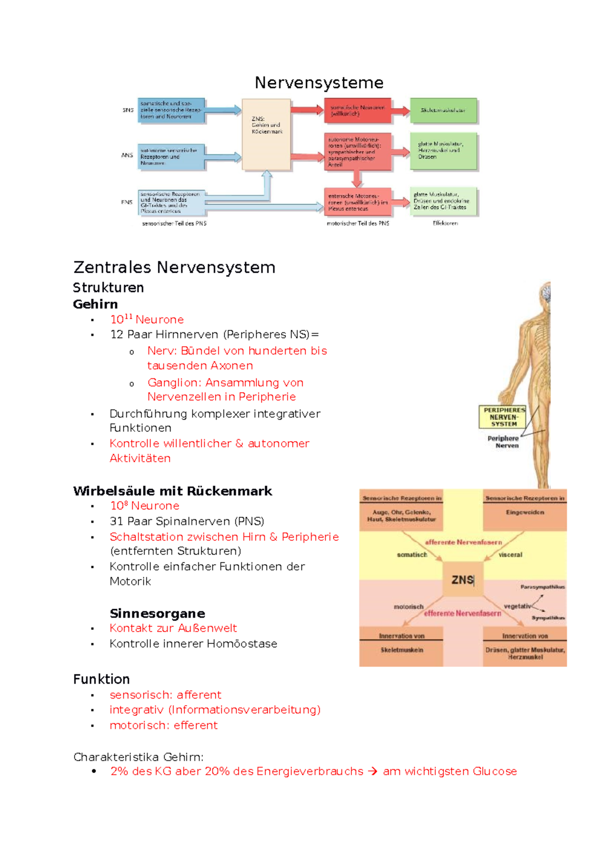 Nervensysteme Nervensysteme Zentrales Nervensystem Strukturen Gehirn ...