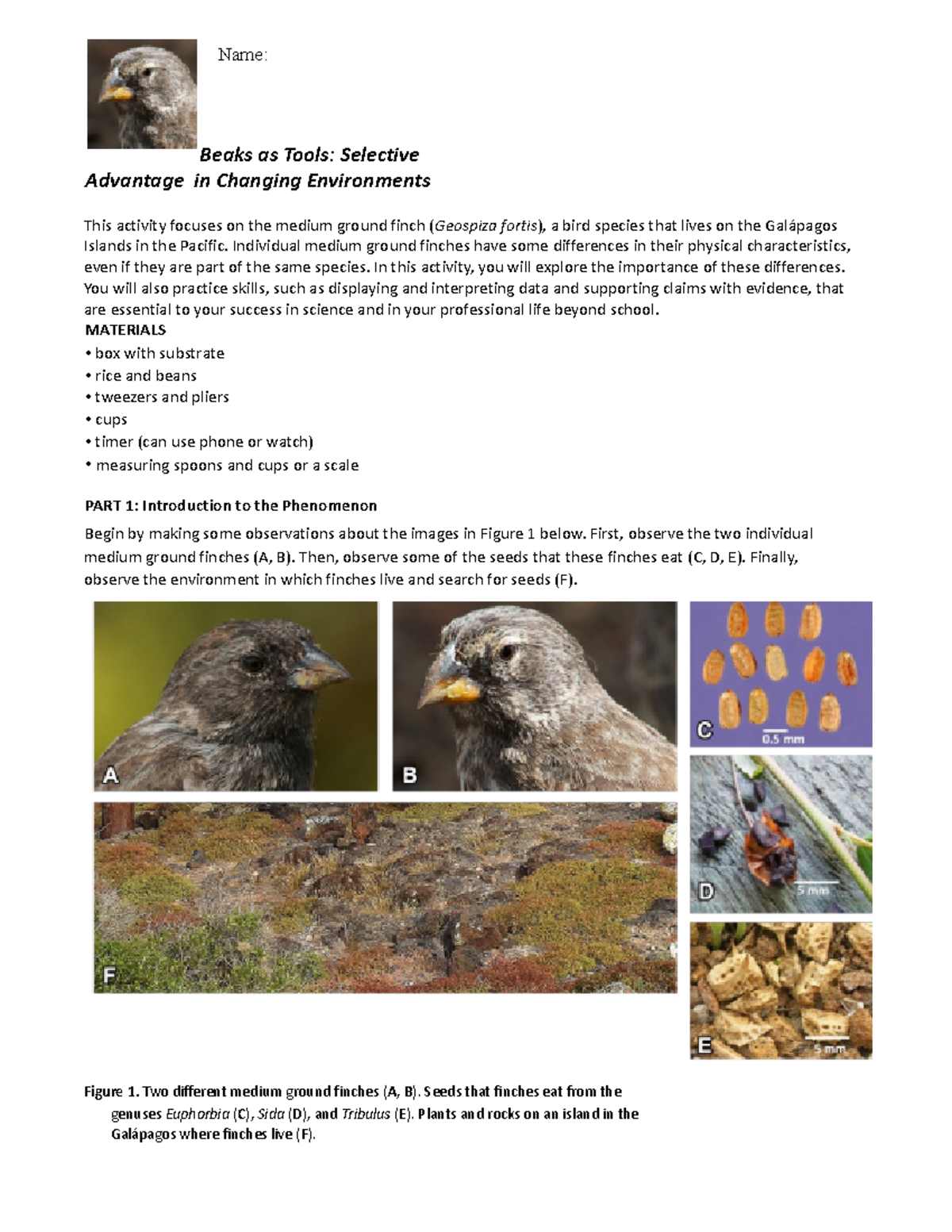 Beaks As Tools-Student Handout - Name: Beaks as Tools: Selective ...