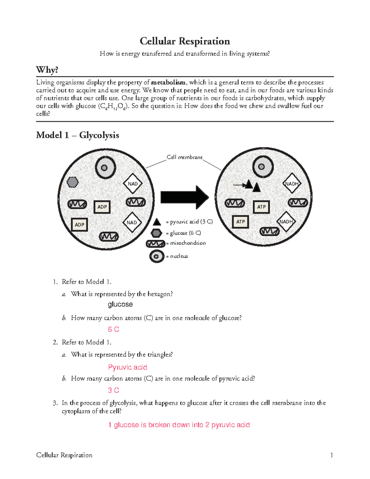 13 Cellular Respiration KEY - Cellular Respiration 1 Cellular ...