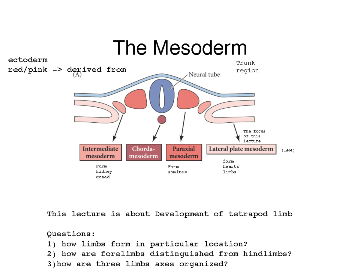 Lecture 16 - The Mesoderm! Axes of the chick wing! A multi-limbed frog ...