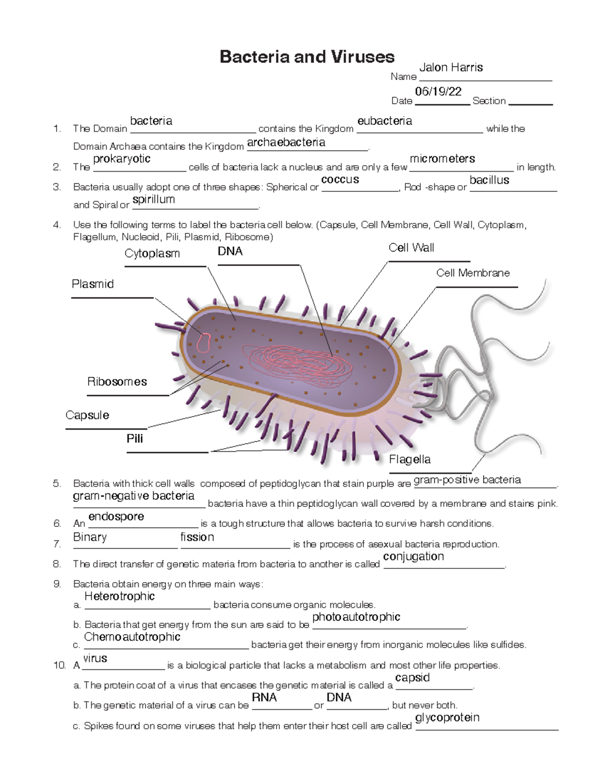 Biology 2 - Bacteria & Viruses Worksheet - Bacteria and Viruses Name