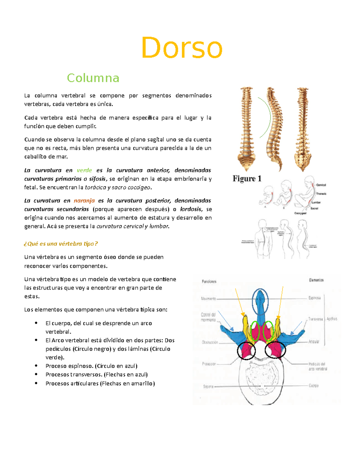 Dorso y caracteristicas generales. - DorsoDorso ¿Qué es una vértebra ...