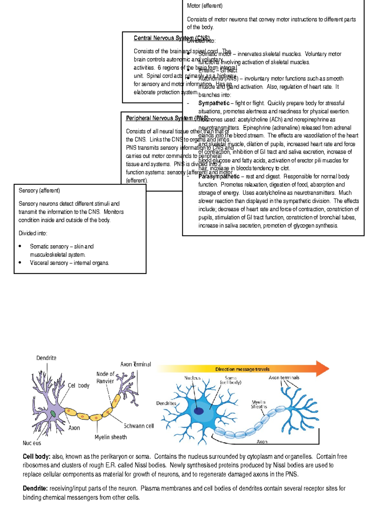HUBS Notes 1403 first semester summaries - Cell body: also, known as ...