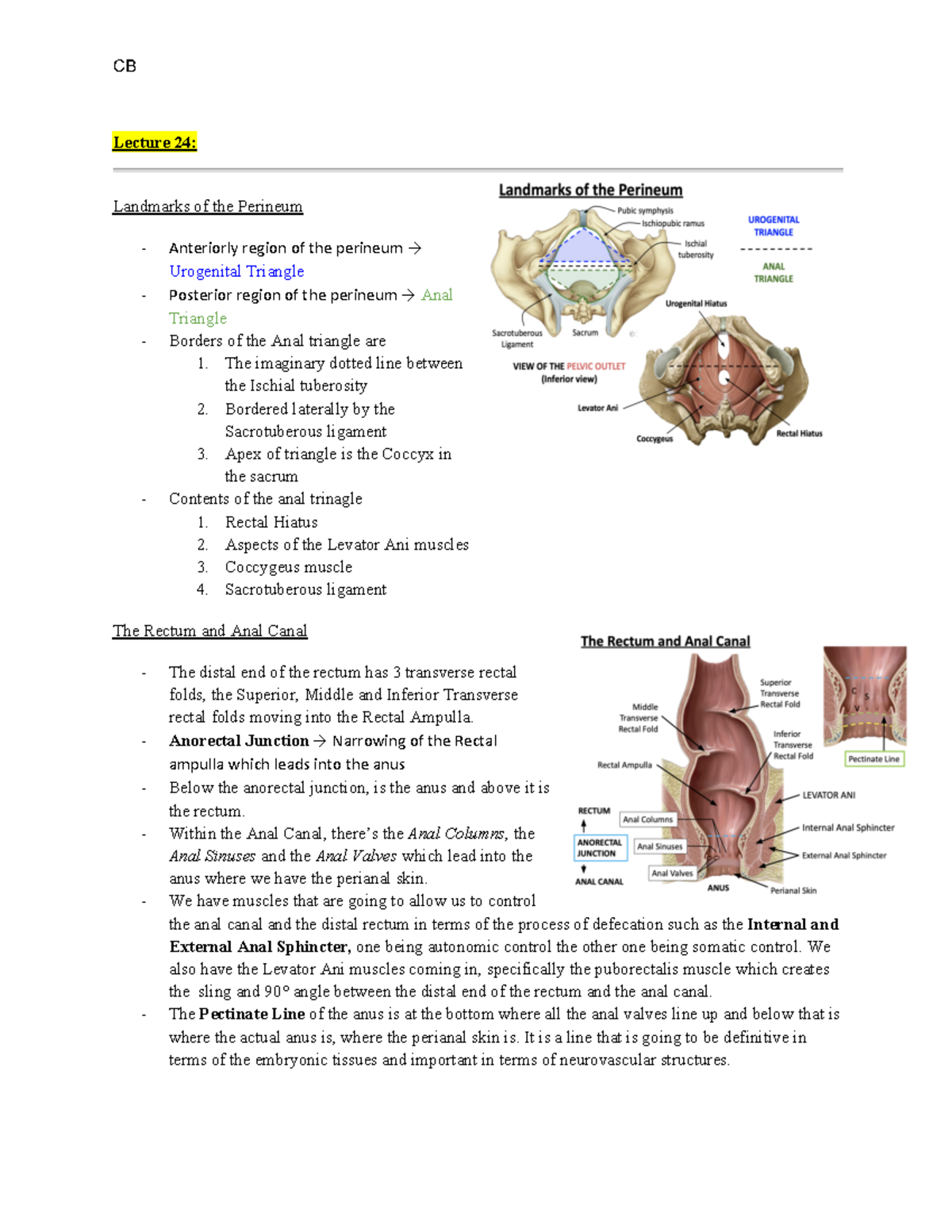 L24 - Professor Ventura - Lecture 24: Landmarks of the Perineum ...