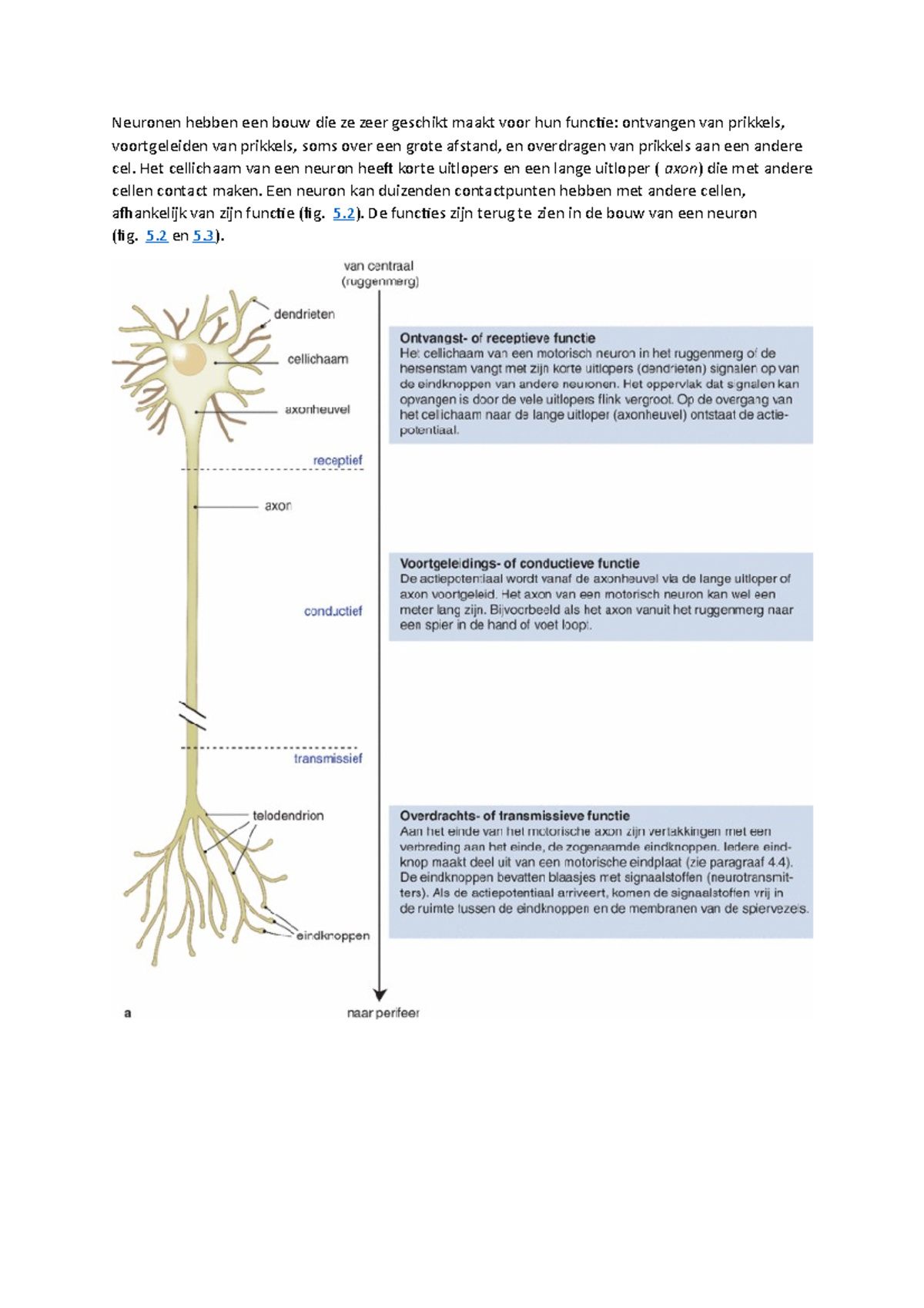 Neuronen hebben een bouw die ze zeer geschikt maakt voor hun functie ...