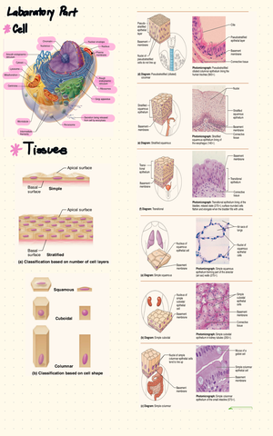 Respiratory System Notes - Anaphy - Studocu