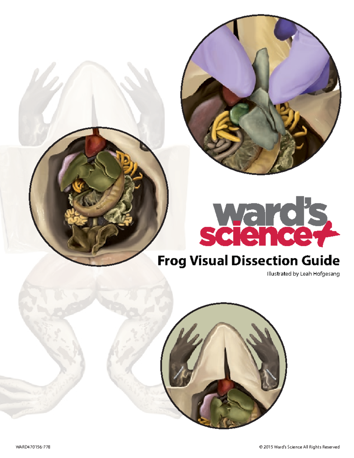 Frog guide 03 - Lab - Frog Visual Dissection Guide Illustrated by Leah ...