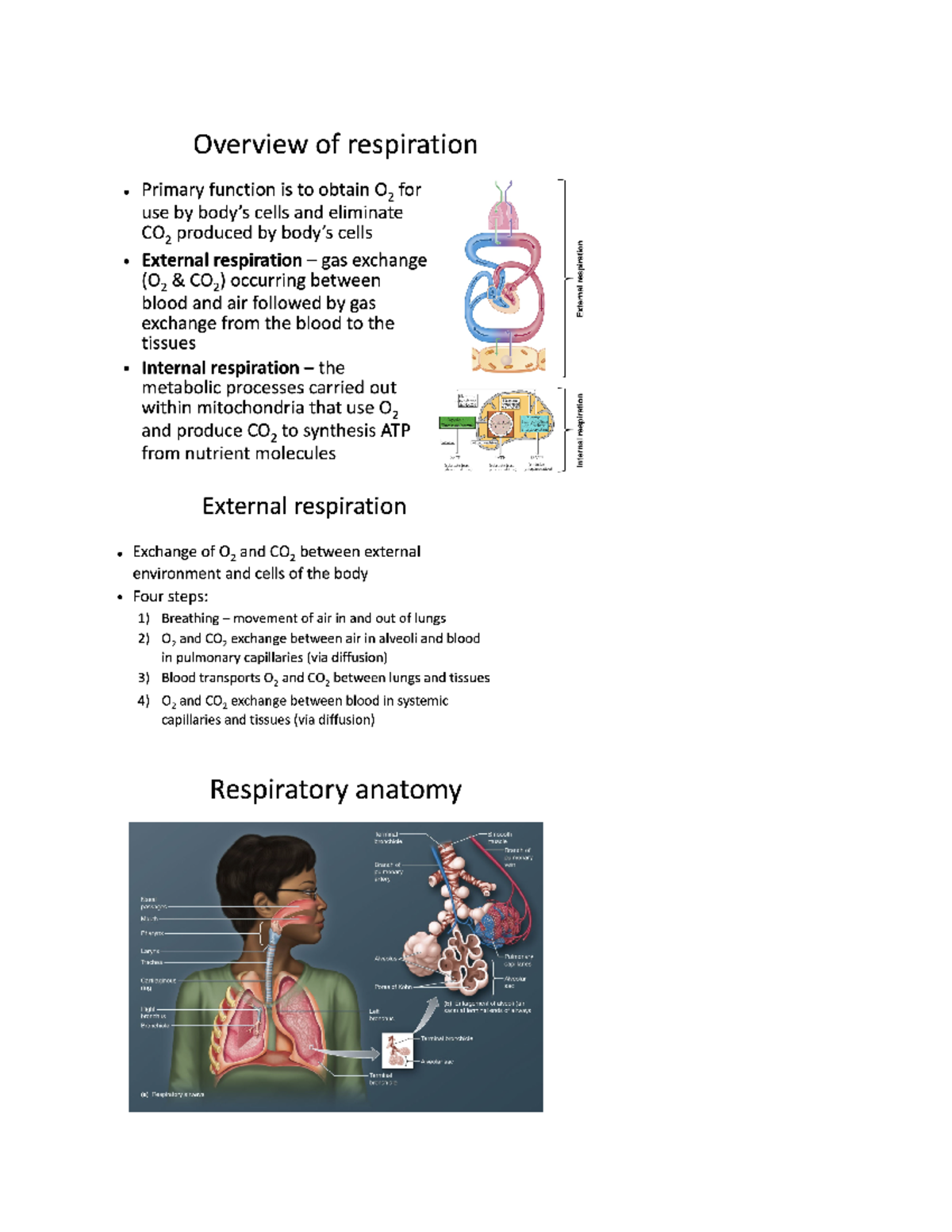 Chapter 13- The Respiratory System - BIO 270 - Studocu