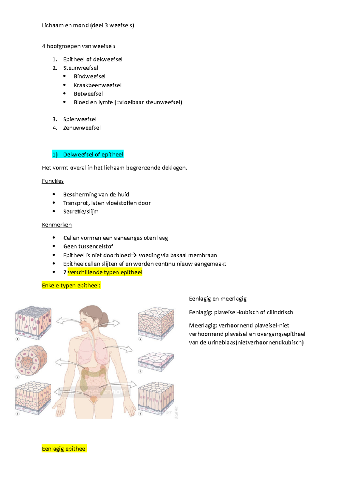 4 hoofgroepen van weefsels - 4 hoofgroepen van weefsels Epitheel of ...