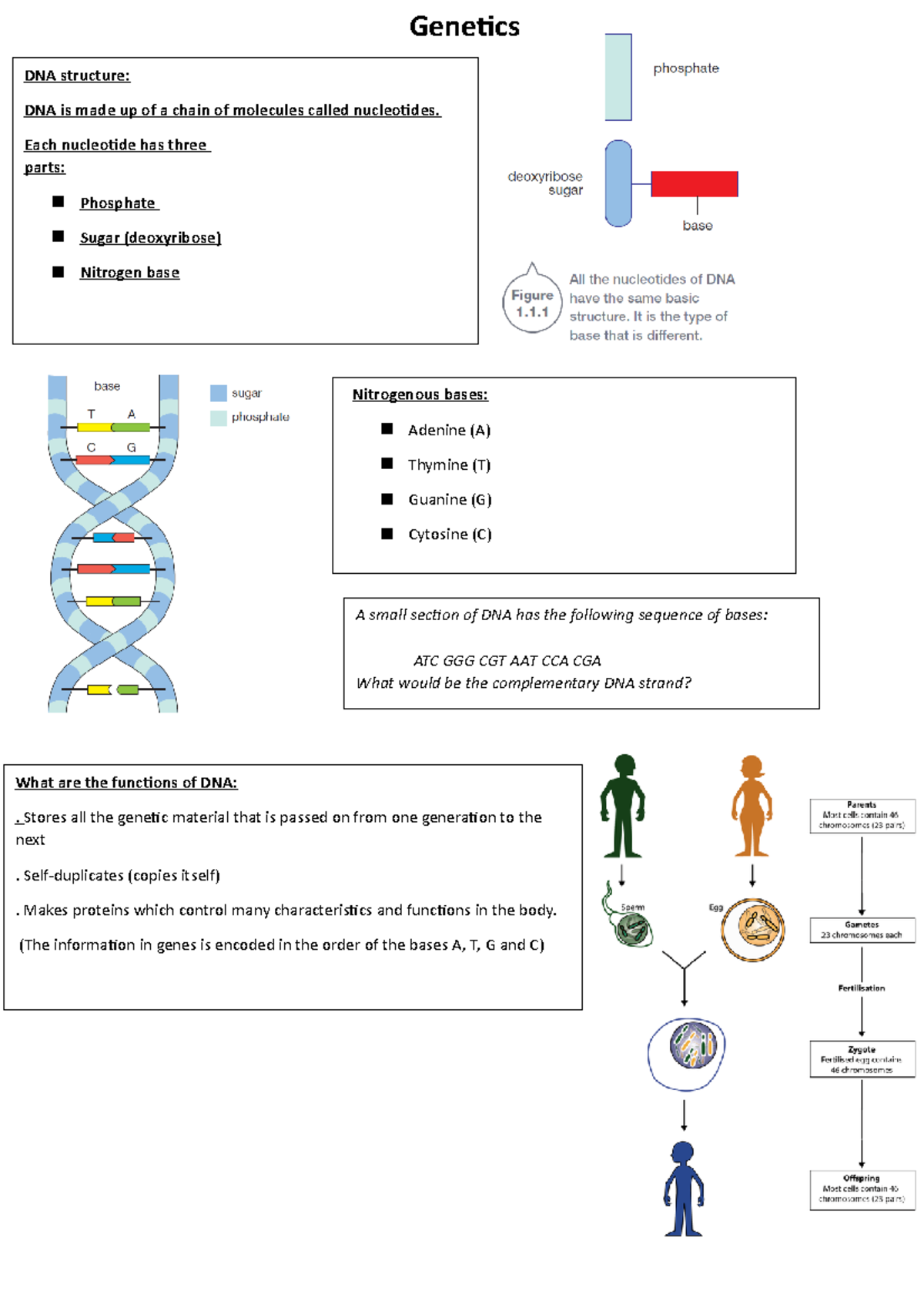 Genetic Notes - From PPt - Nn Nitrogenous bases: Adenine (A) Thymine (T ...