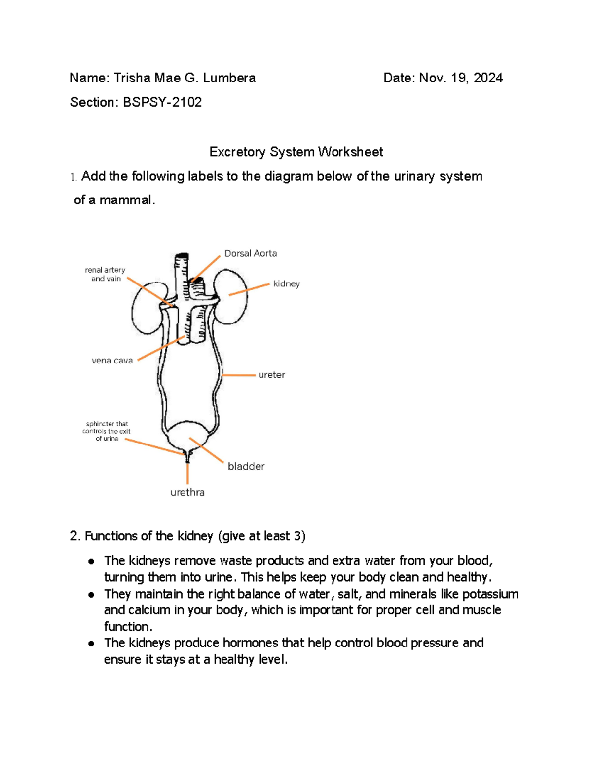 Excretory system Lab Worksheet - Name: Trisha Mae G. Lumbera Date: Nov ...