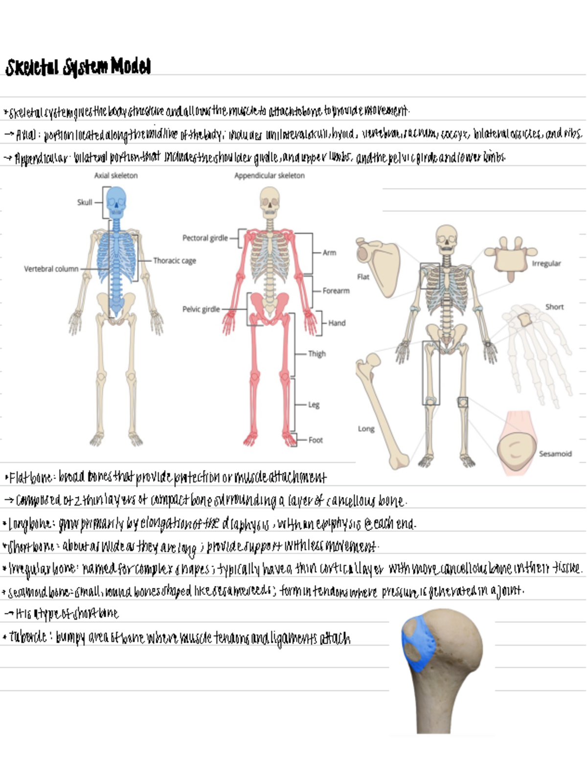 LT Notes 3 - Skeletal system Model Skeletal system gives the ...