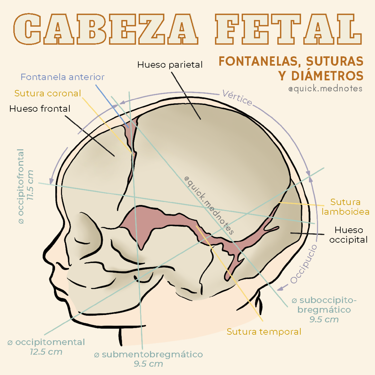 Cabeza fetal - Quick - ................. - Hueso parietal Fontanela ...