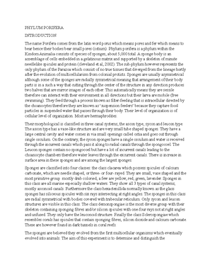 Lab-6 Porifera and Cnidaria - BIO 111 LAB – Phyla Porifera, Cnidaria ...