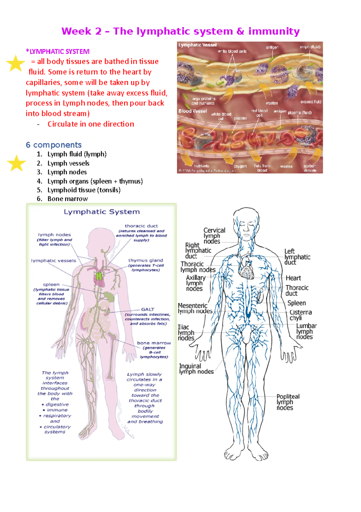 Week 2 – The lymphatic system & immunity - Week 2 – The lymphatic ...
