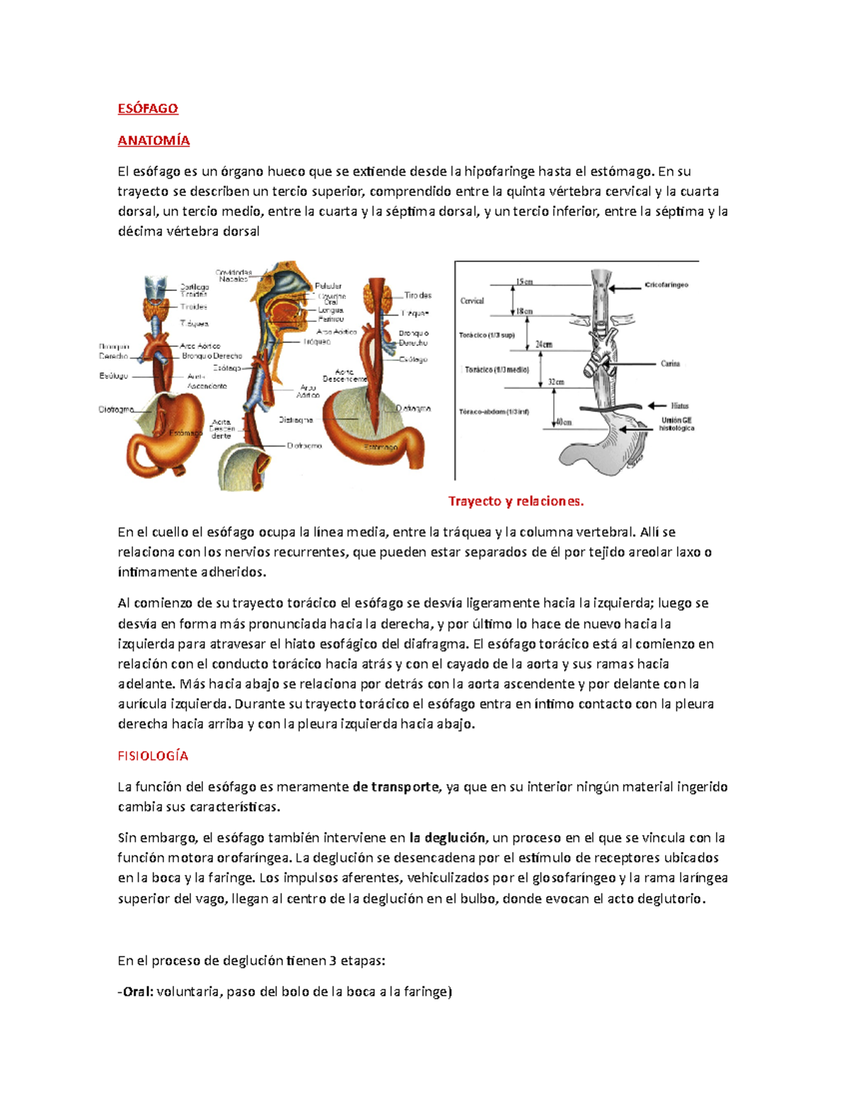 Esófago - Apuntes 1 - ESÓFAGO ANATOMÍA El esófago es un órgano hueco ...
