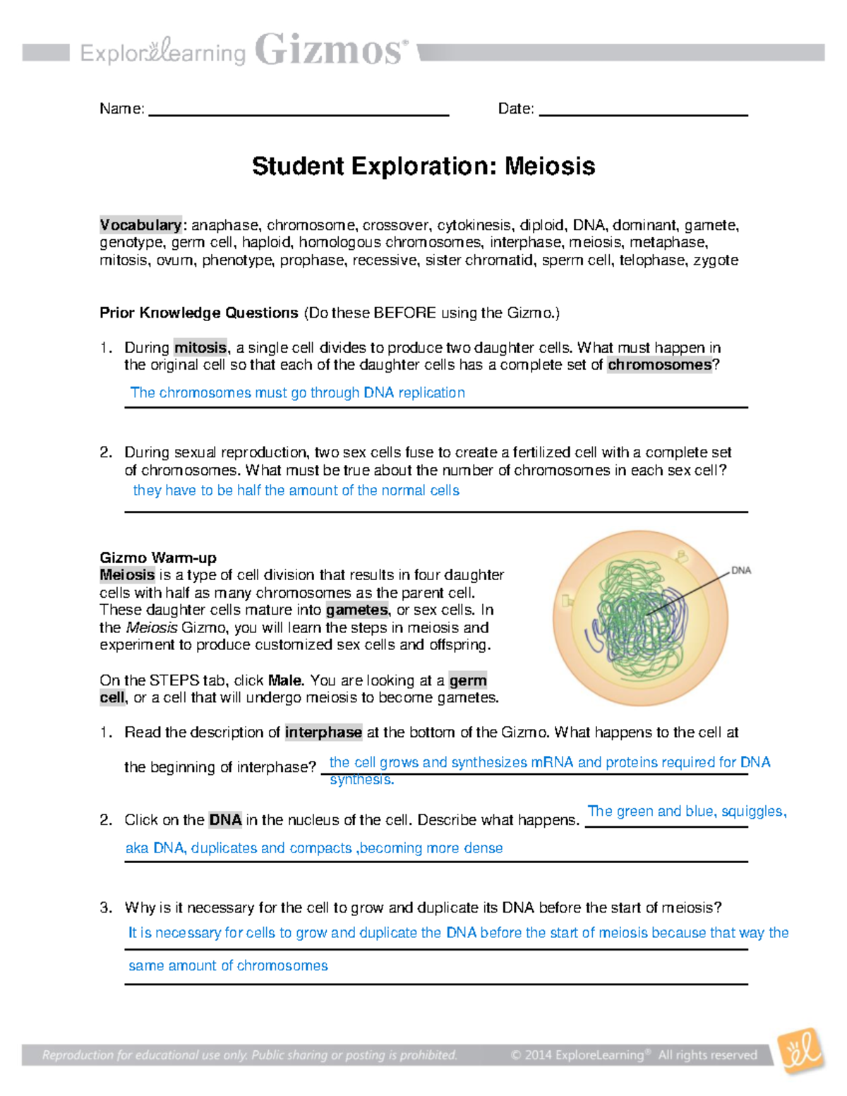 Meiosis SE - answer - Name: Date: Student Exploration: Meiosis ...