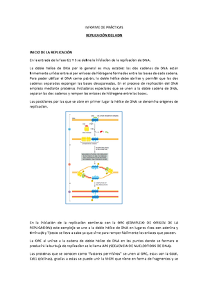 Informe BMC S1 - INTRODUCCIÓN El microscopio actual no fue un hallazgo ...